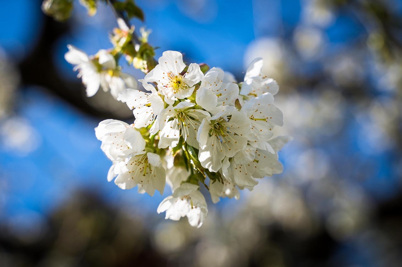 Fleurs De Cerisier Le - Photo gratuite sur Pixabay - Pixabay