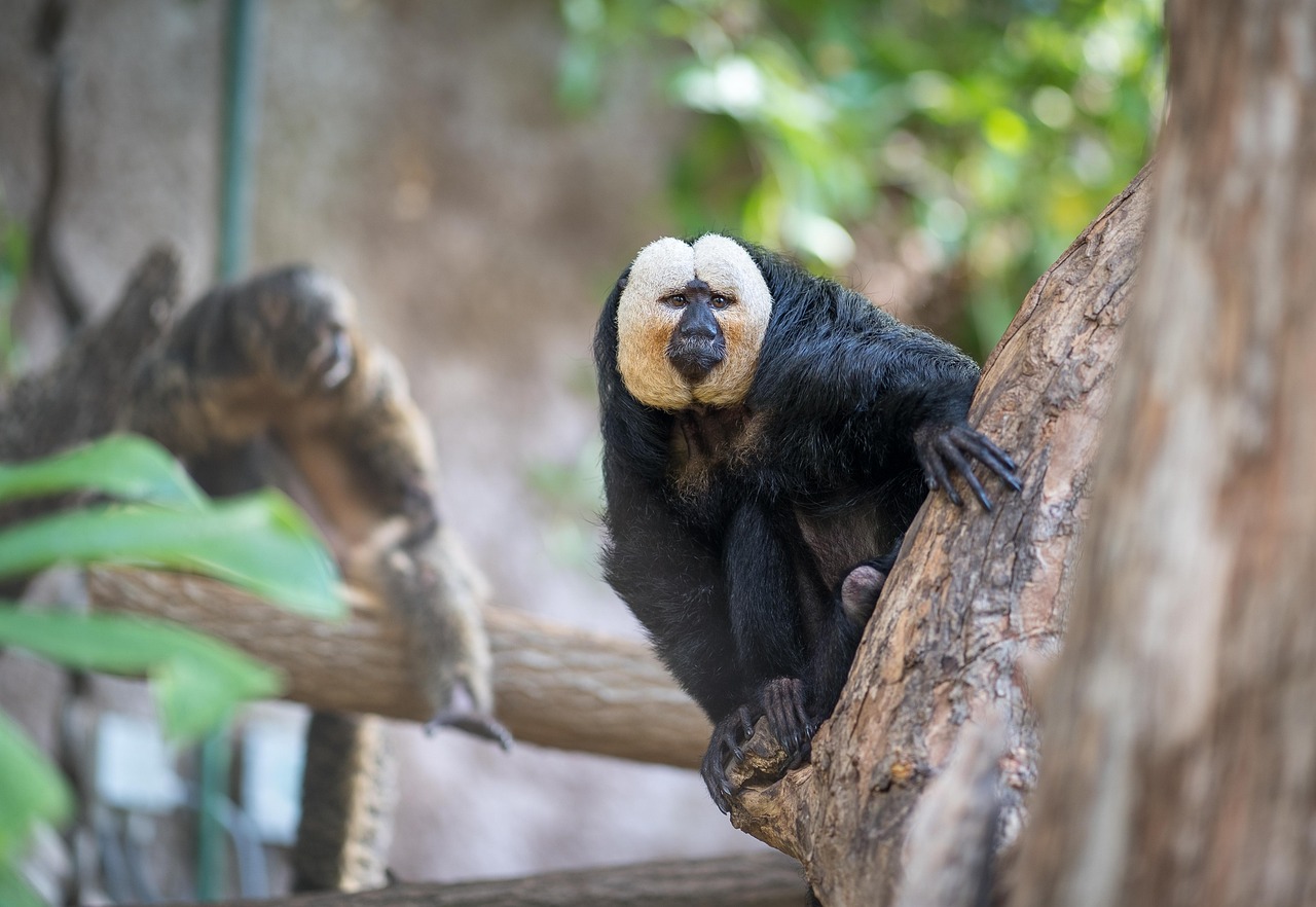 Zoo Tiergarten Zoológico De - Foto gratis en Pixabay - Pixabay