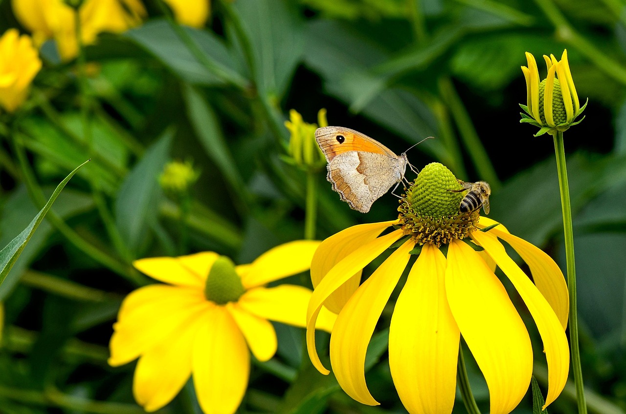 1,000+ Free Coneflower & Echinacea Images - Pixabay