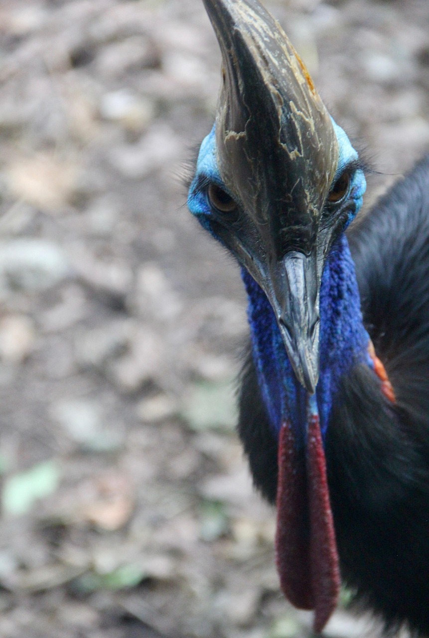 60+ Free Cassowary & Bird Images - Pixabay