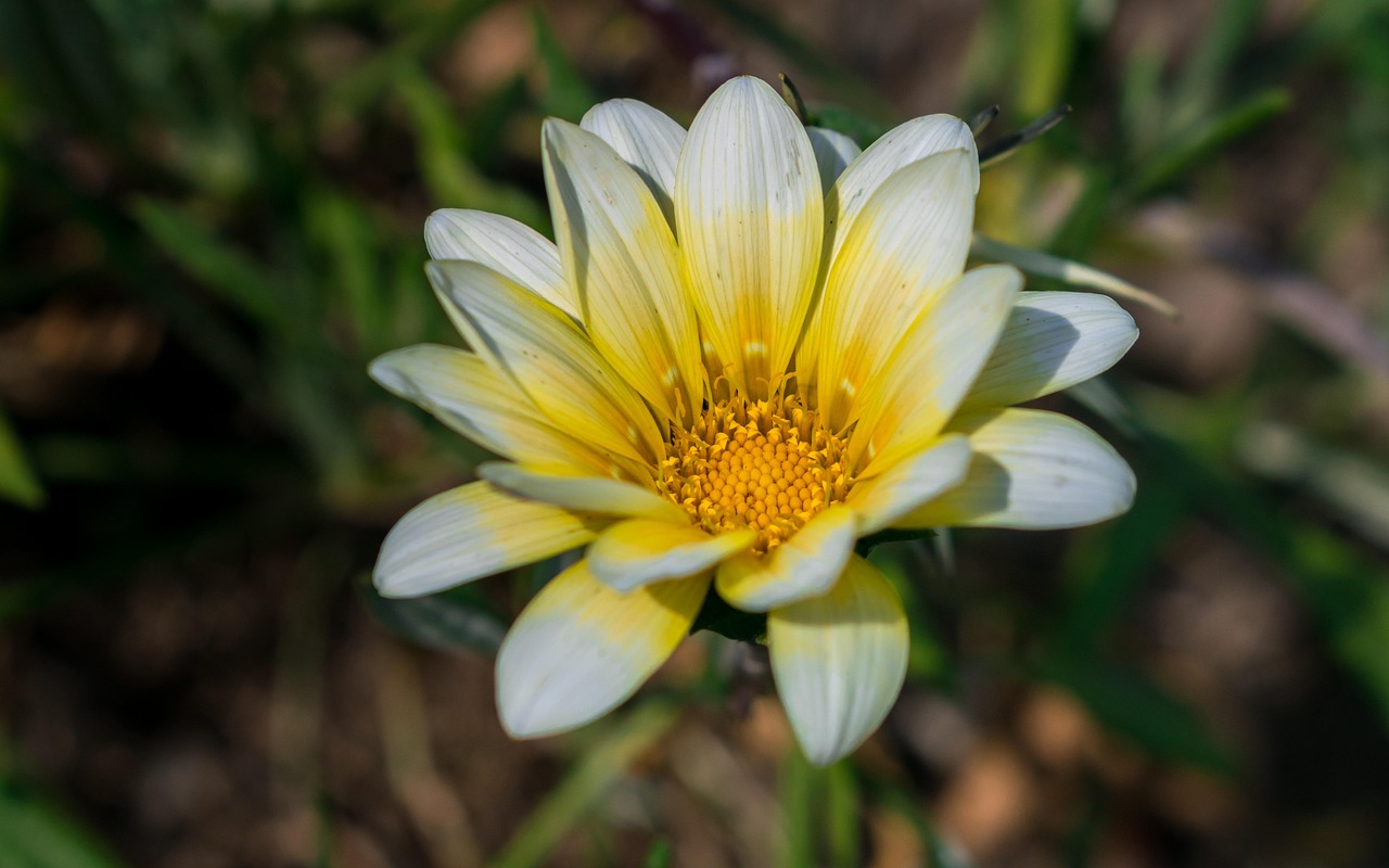 Flore Bedding Plant Garden - Free photo on Pixabay - Pixabay