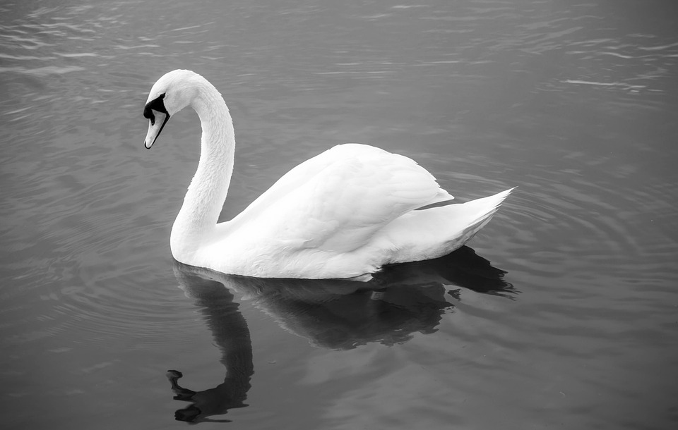 Swan Monochrome Lake - Free photo on Pixabay - Pixabay