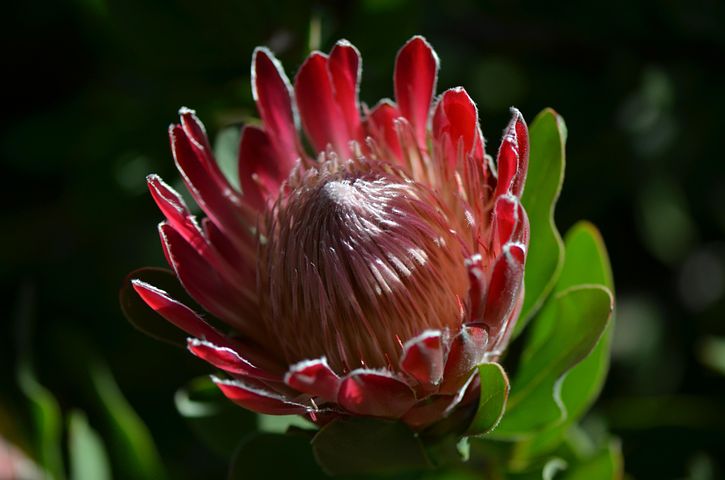 10+ Free Waratah & Flower Photos - Pixabay