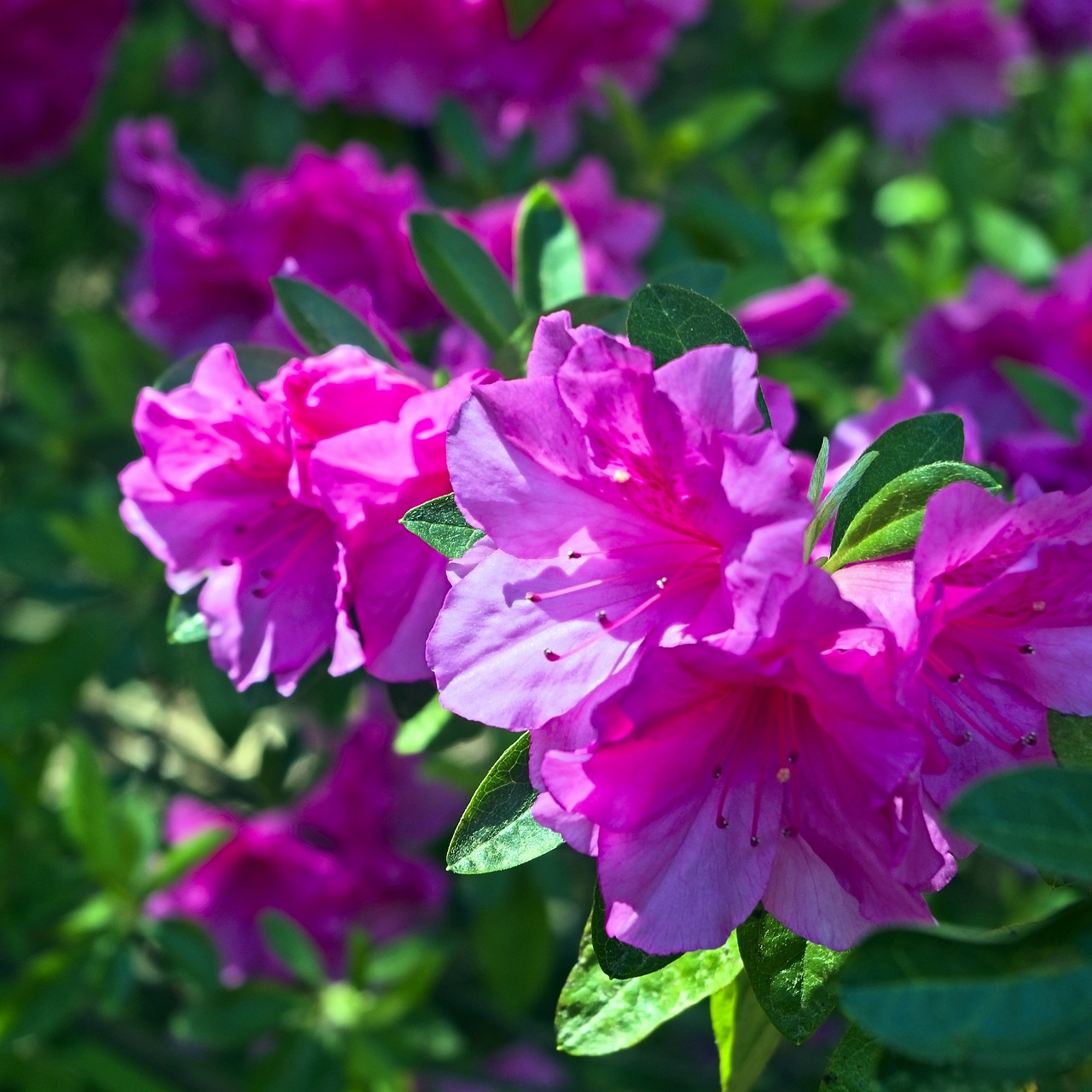 Azaleas In Pink Blossoms Azalea - Free photo on Pixabay
