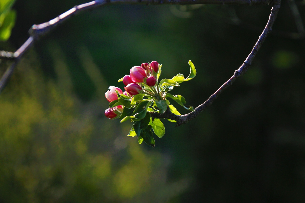 Fleur La Nature Bourgeon - Photo gratuite sur Pixabay - Pixabay