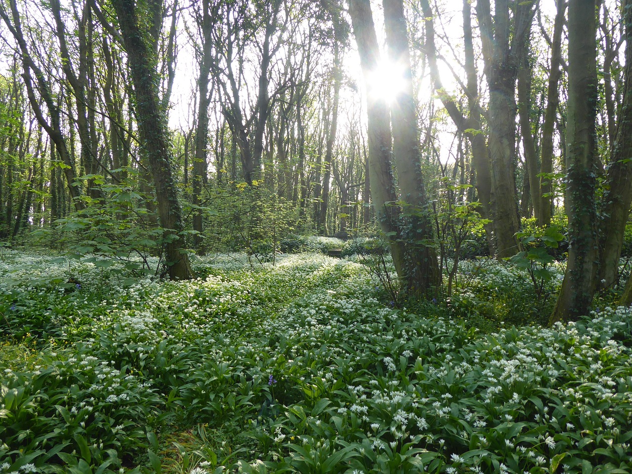 Flowers Woods Spring Free Photo On Pixabay Pixabay