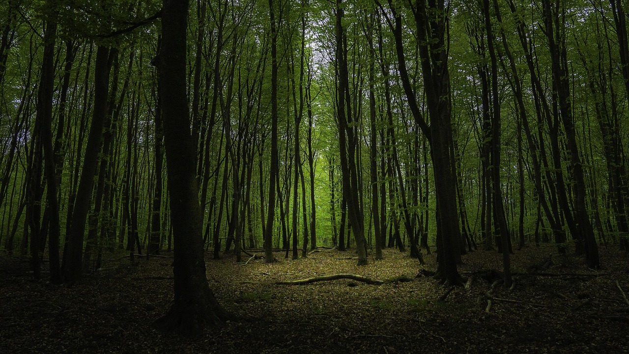 Fontainebleau France Forest - Free photo on Pixabay