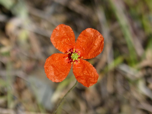Flower Sad Poppy - Free photo on Pixabay - Pixabay