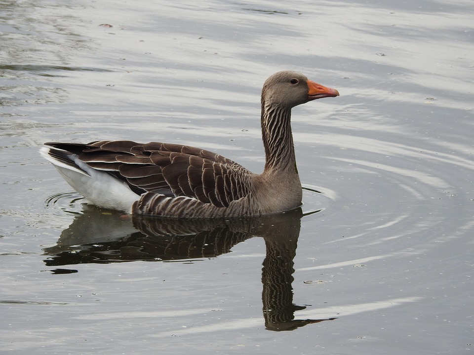 Wild Goose Water Bird - Free photo on Pixabay - Pixabay