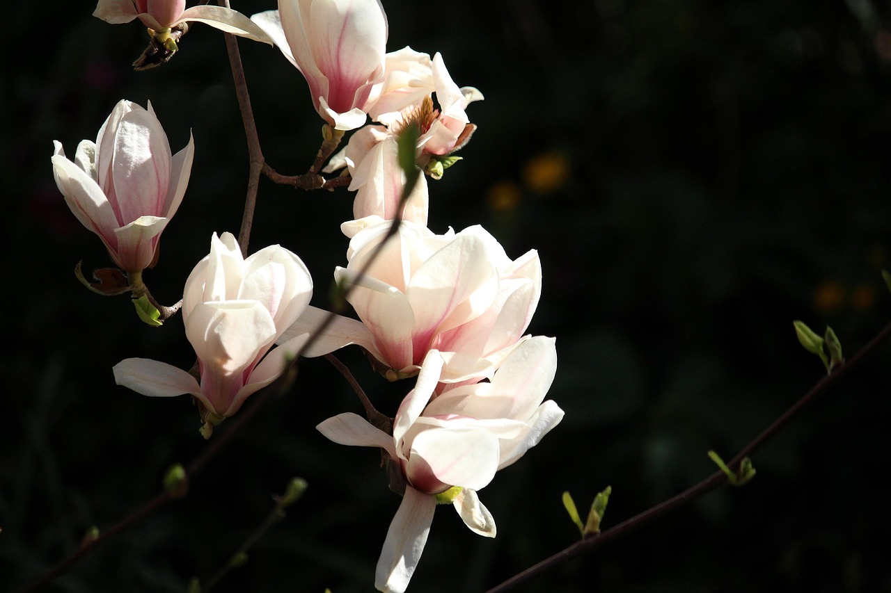 40,000+ Free Tulip Trees & Nature Images - Pixabay