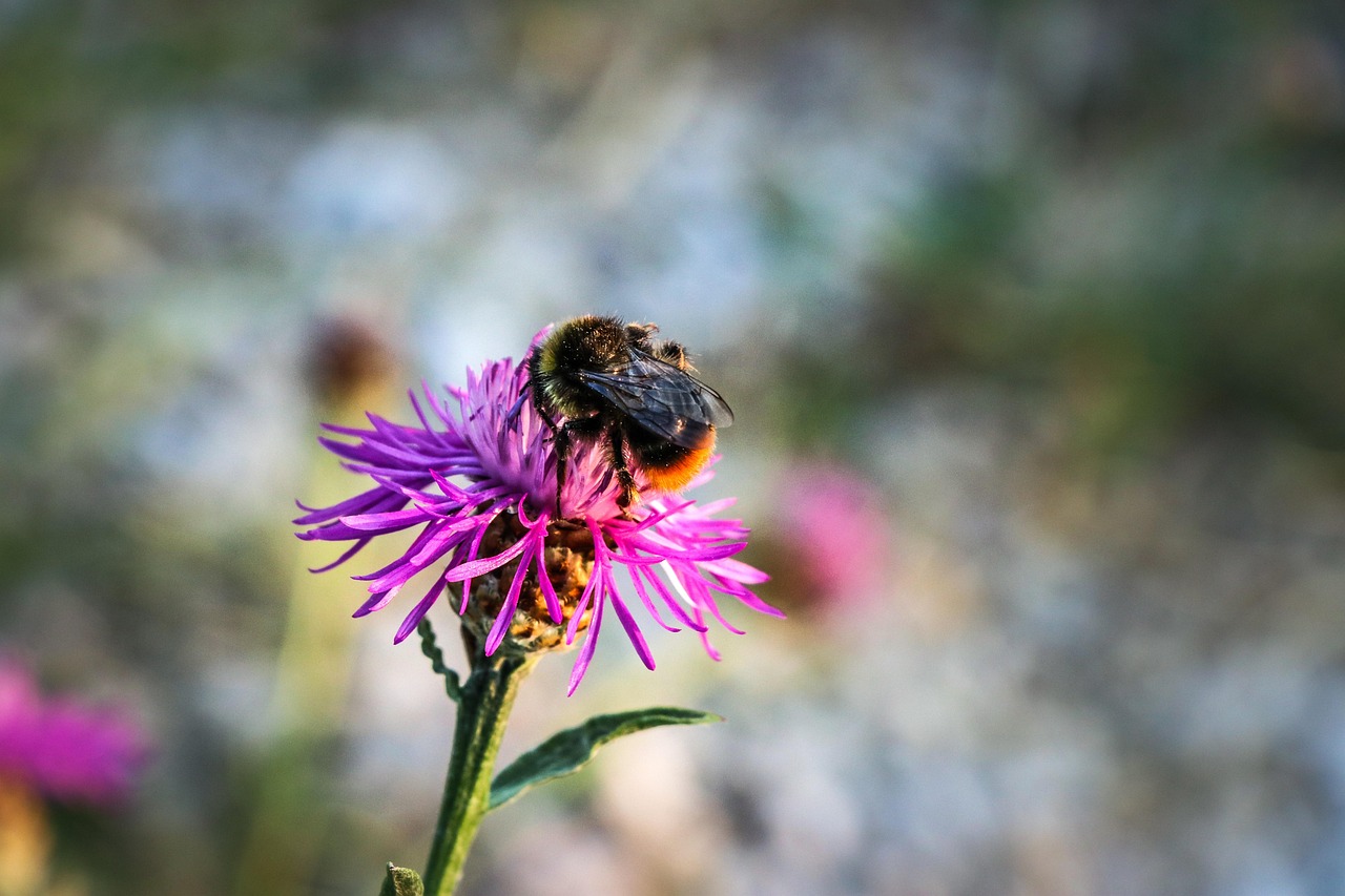 Bee Abeille Flower - Free photo on Pixabay - Pixabay
