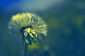 Cannabis Marihuana Unkraut Kostenloses Foto Auf Pixabay Cannabis Marihuana Unkraut Kostenloses Foto Auf Pixabay