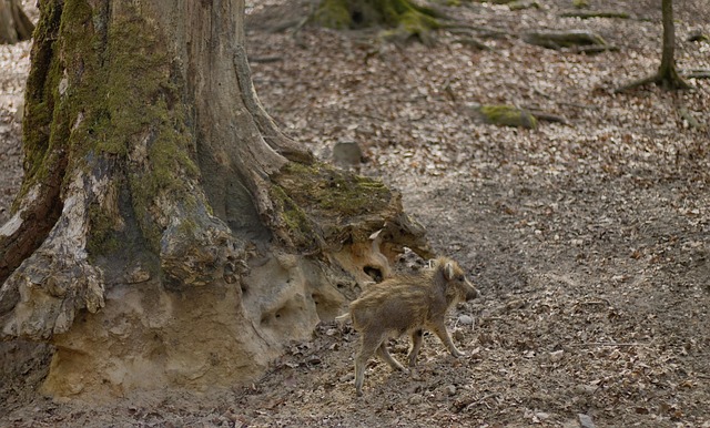 Marcassin Sanglier Forêt - Photo gratuite sur Pixabay - Pixabay