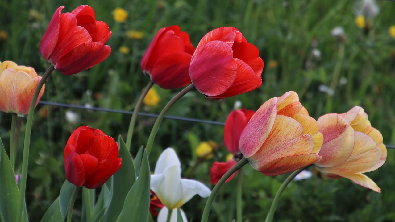 Blossomed Tulips Yellow - Free photo on Pixabay - Pixabay