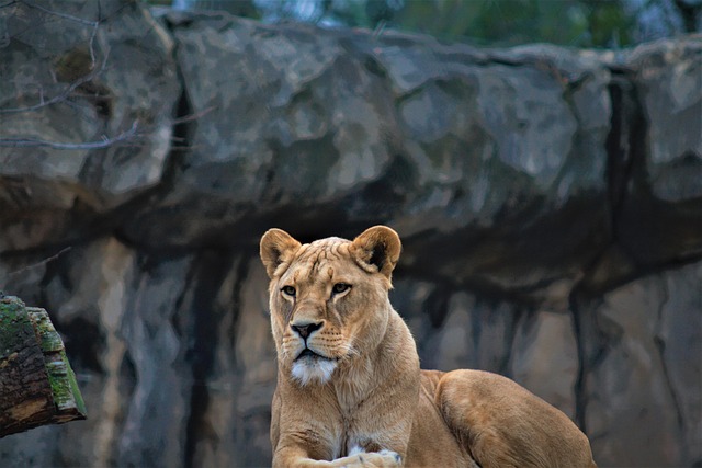 Female Lion Focus - Free photo on Pixabay - Pixabay