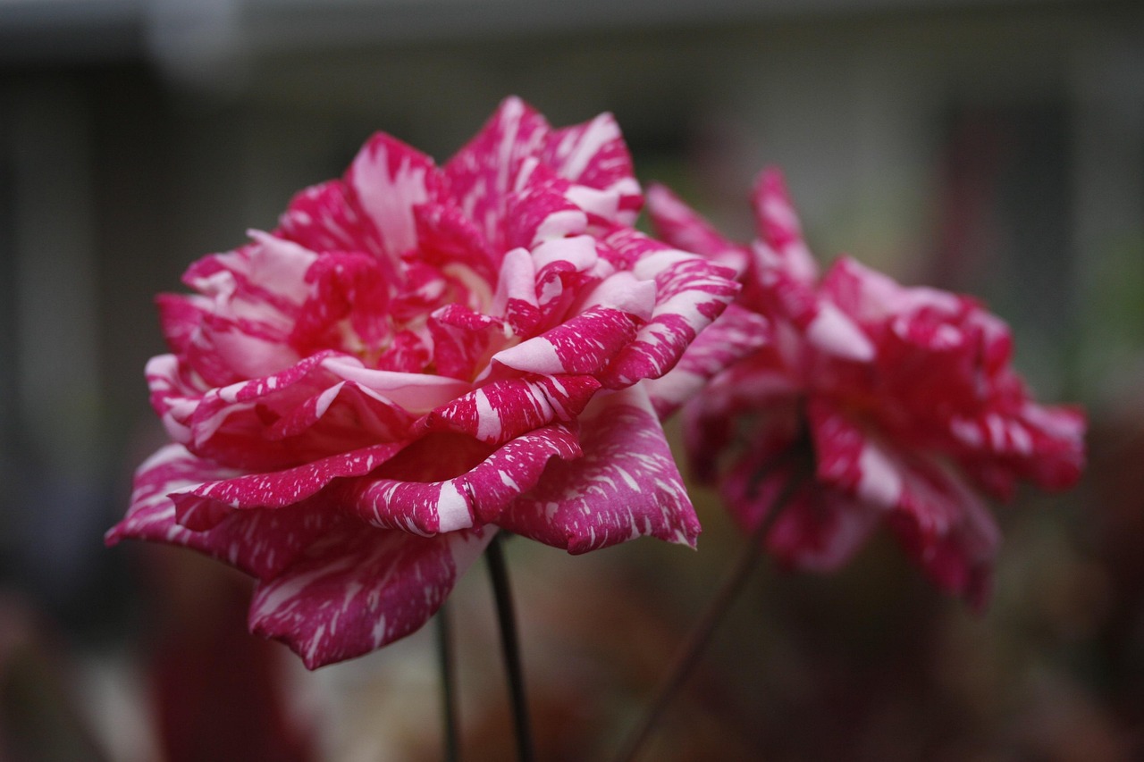 Flor Variegado Rosa - Foto gratuita no Pixabay - Pixabay