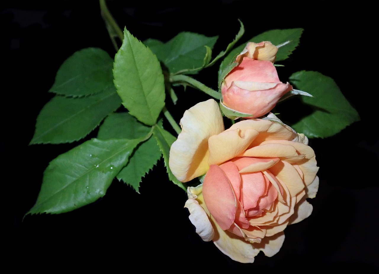 Rose Fleur Parfum - Photo gratuite sur Pixabay - Pixabay