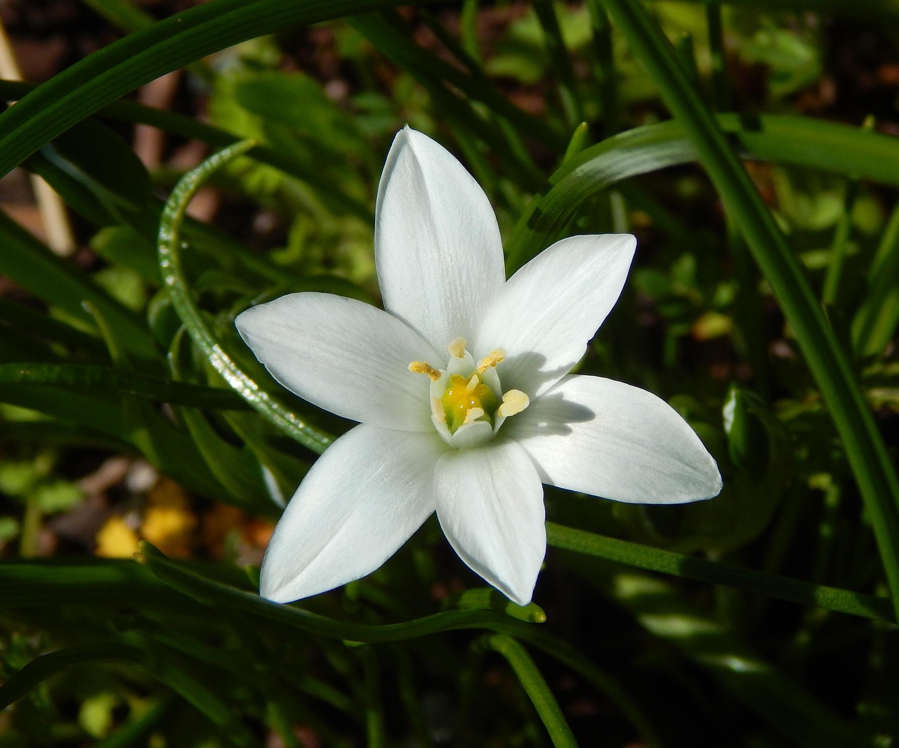 Flor De Primavera Estrella - Foto gratis en Pixabay