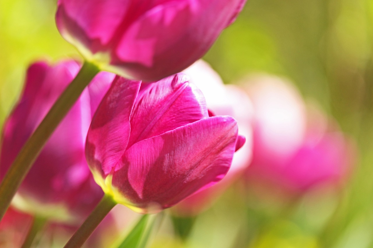 Tulips Early Bloomer Spring - Free photo on Pixabay - Pixabay