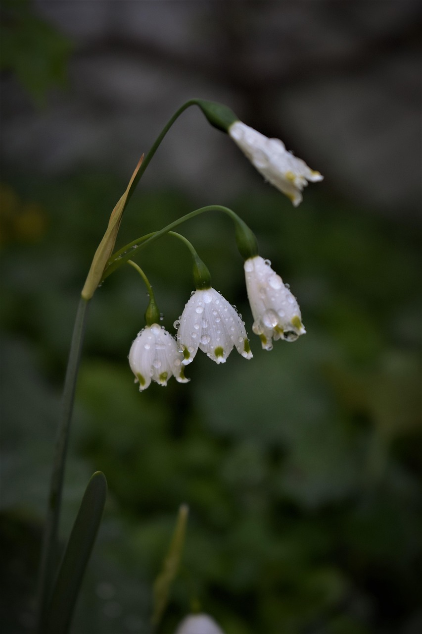 Lily Of The Valley Spring Plant - Free photo on Pixabay - Pixabay
