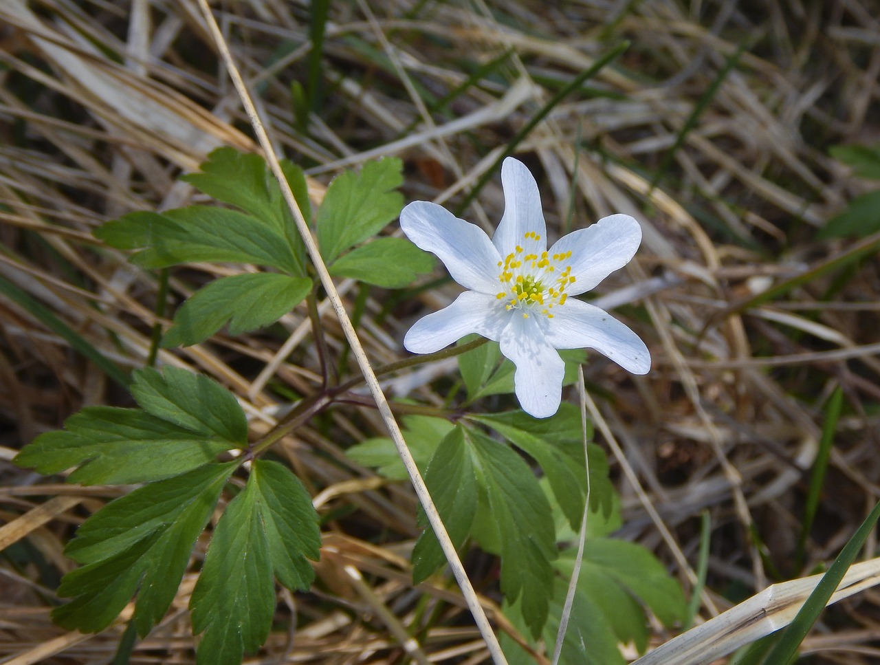 Anemone Wood Anemones Blossom - Free photo on Pixabay - Pixabay