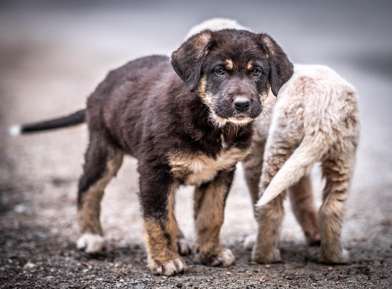Puppies Babies Pets - Free photo on Pixabay - Pixabay