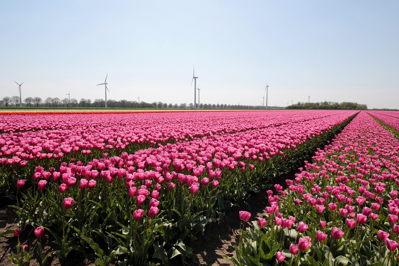 Ladang Tulip Bunga - Foto gratis di Pixabay - Pixabay