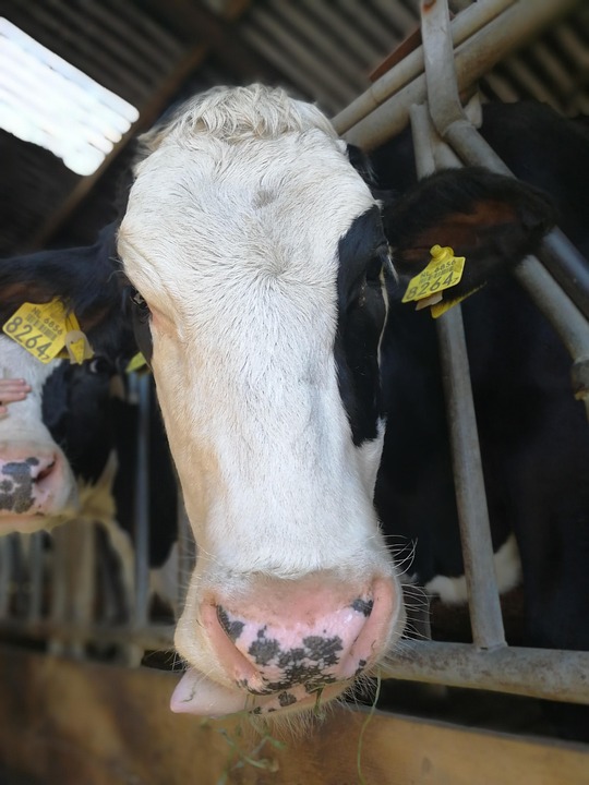 Cow Farm Yard Cattle - Free photo on Pixabay