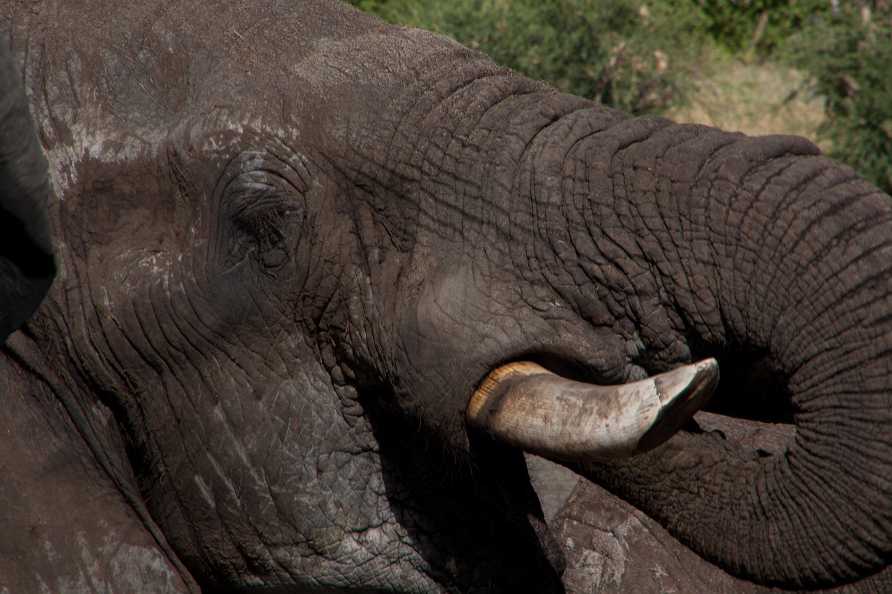 South Africa Animal Pachyderm - Free photo on Pixabay