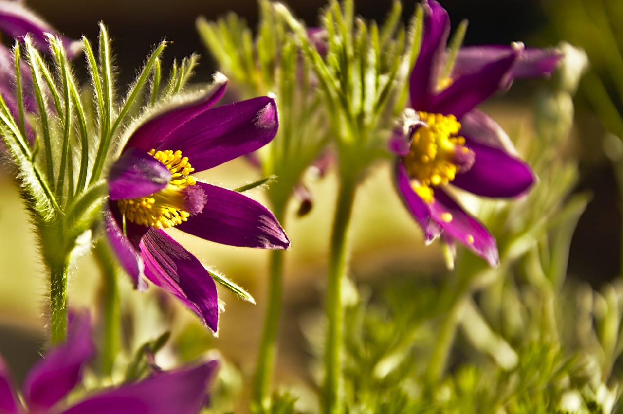 Pasque Flower Common - Free photo on Pixabay - Pixabay