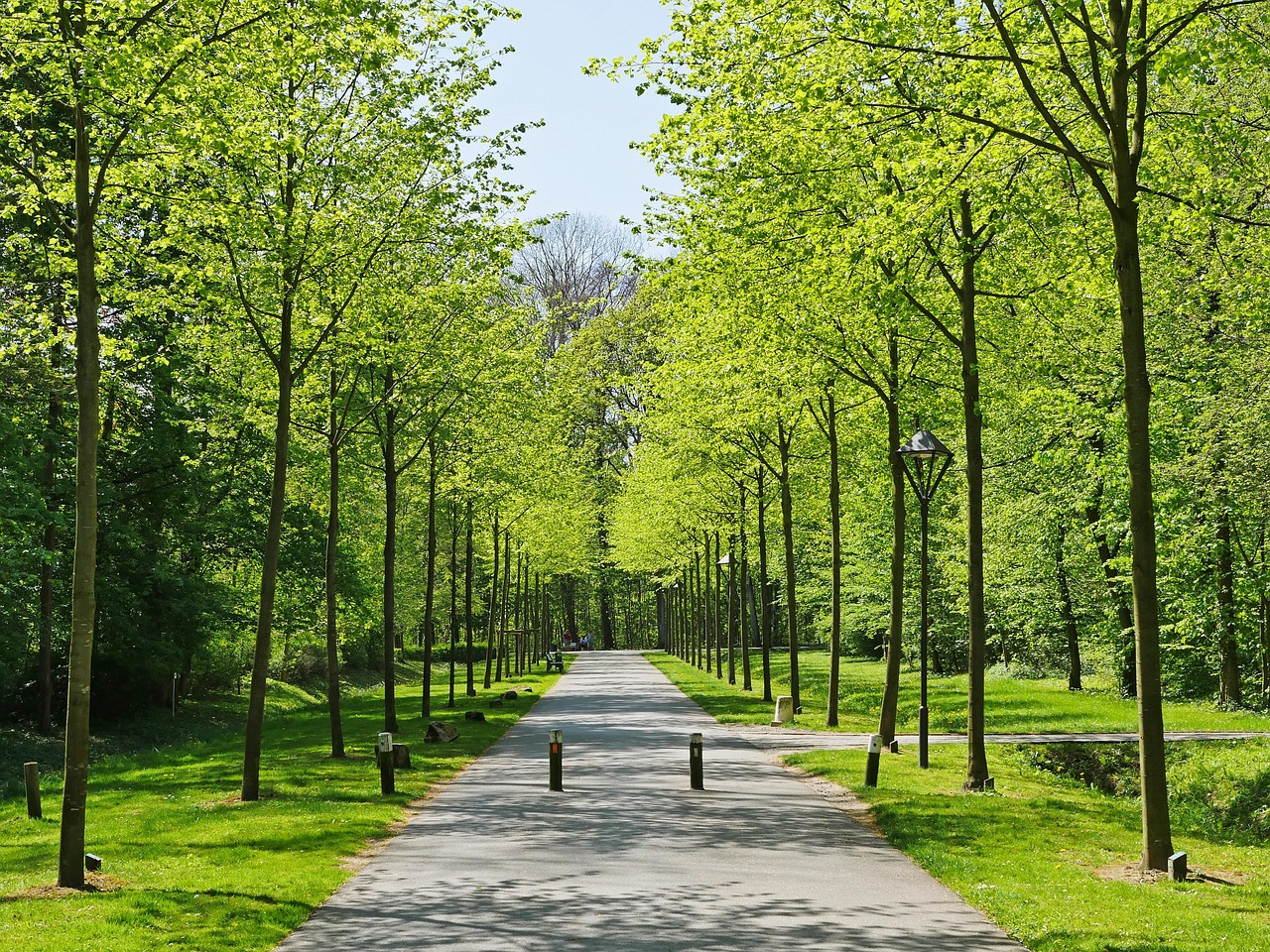 L'Éveil Du Printemps Feuille De - Photo gratuite sur Pixabay - Pixabay