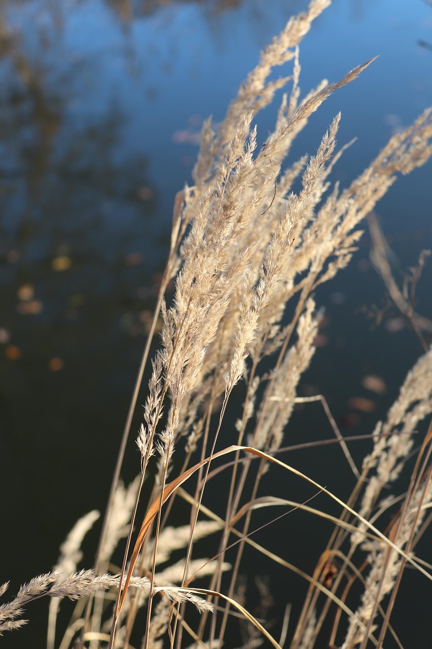 Reed Water Grass - Free photo on Pixabay - Pixabay
