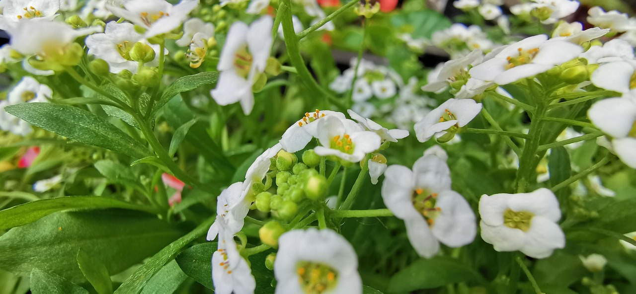 The Micro World Of Flower - Free photo on Pixabay - Pixabay
