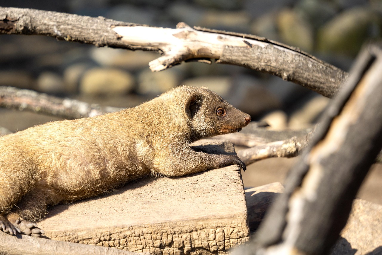 Animal Mongoose Mammal - Free photo on Pixabay