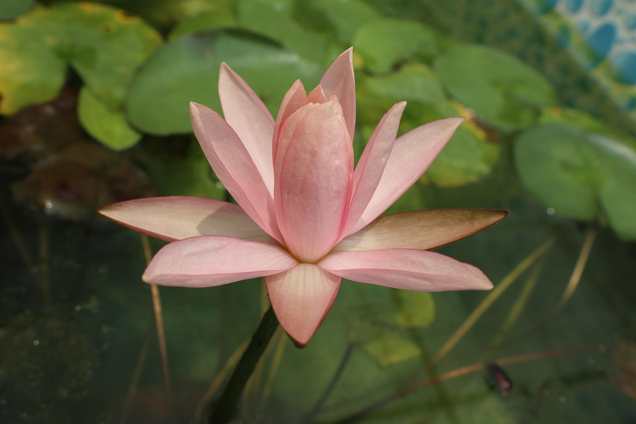 Lirio De Agua Color Rosa Loto - Foto gratis en Pixabay - Pixabay