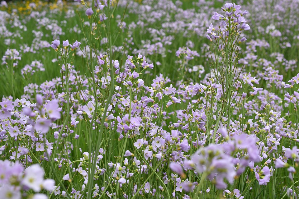 Field Flowers Violet - Free photo on Pixabay