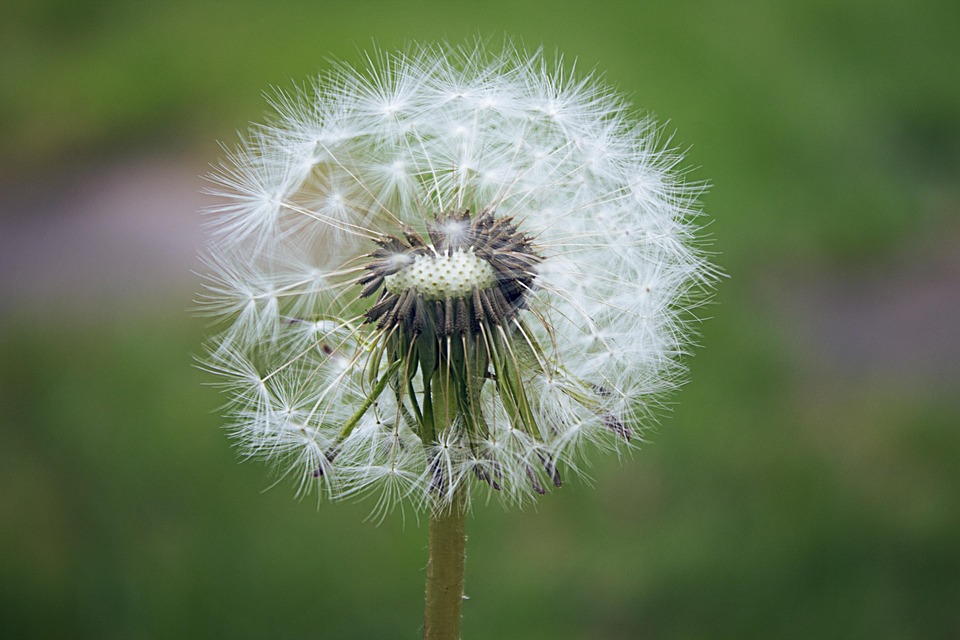 Dandelion Nature Plant - Free photo on Pixabay - Pixabay