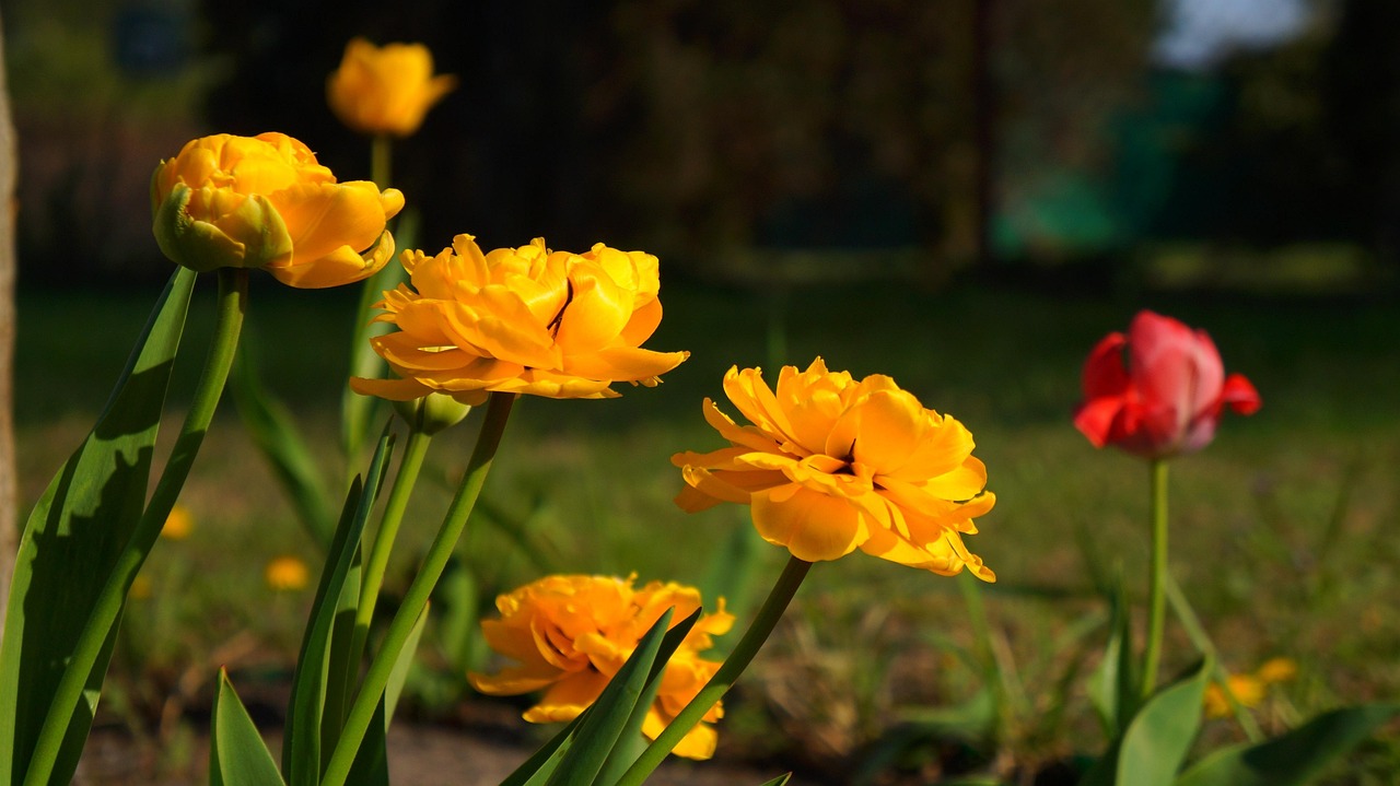Natureza Plantas Flores - Foto gratuita no Pixabay - Pixabay