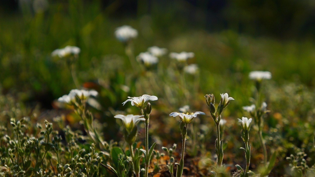 Naturaleza Plantas Prado - Foto gratis en Pixabay - Pixabay