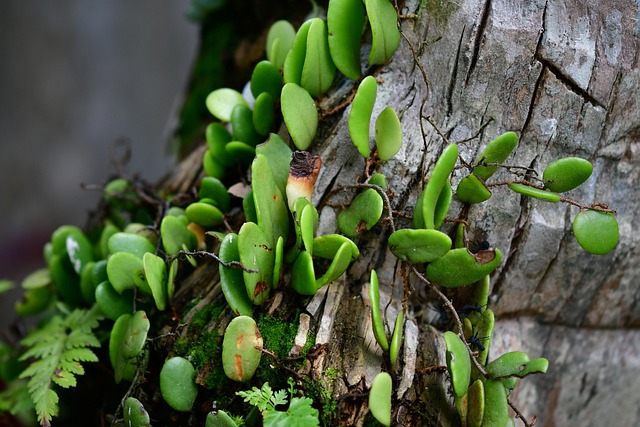 Epífita Plantas Selvagens - Foto gratuita no Pixabay - Pixabay