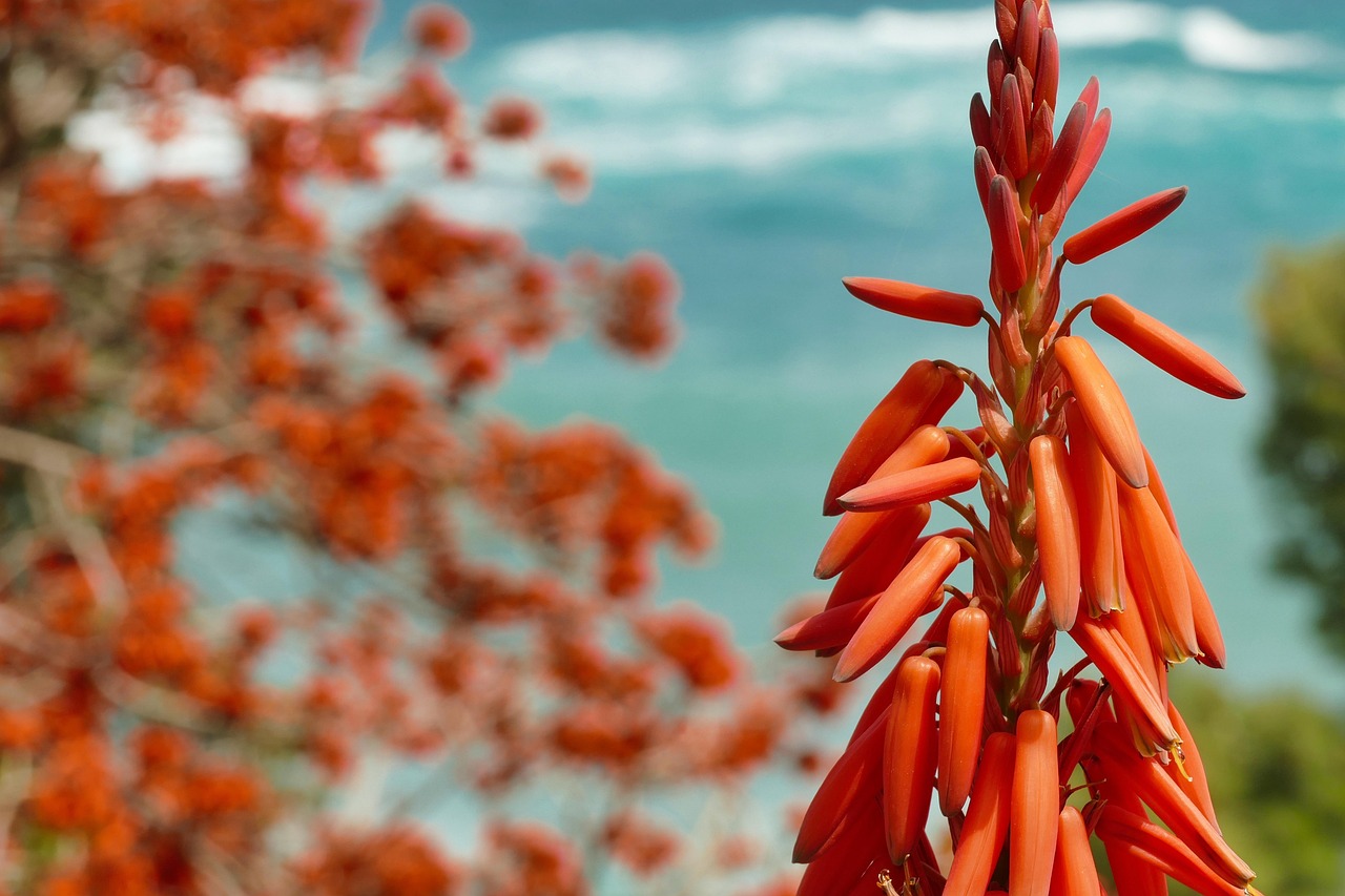 Red Orange Nature - Free photo on Pixabay - Pixabay