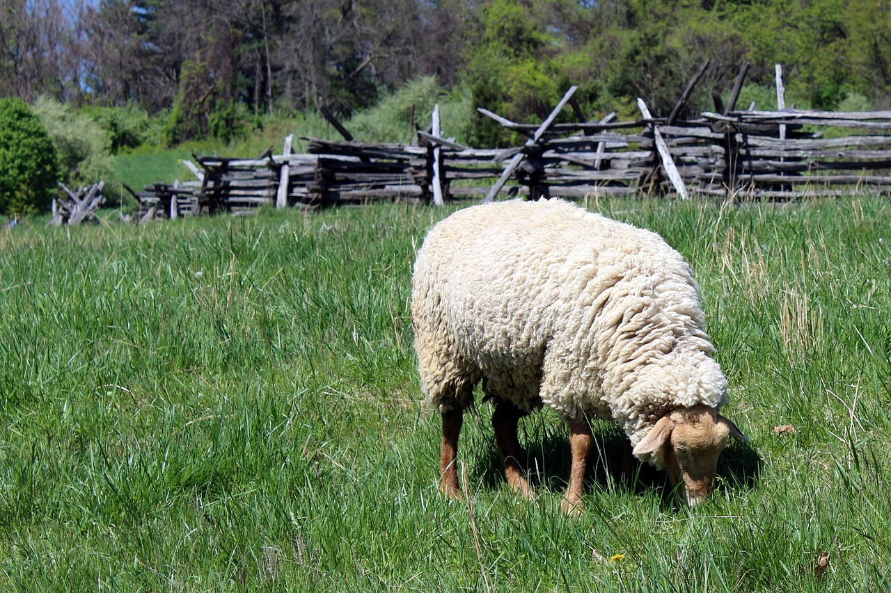 60+ Free Frontier & Pioneer Images - Pixabay