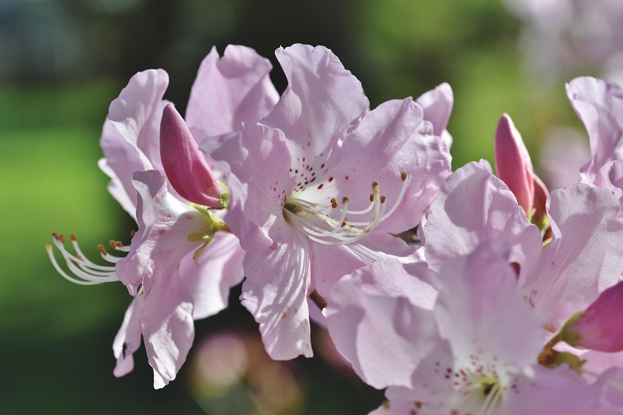 1,000+ Free Rhododendron & Nature Images - Pixabay
