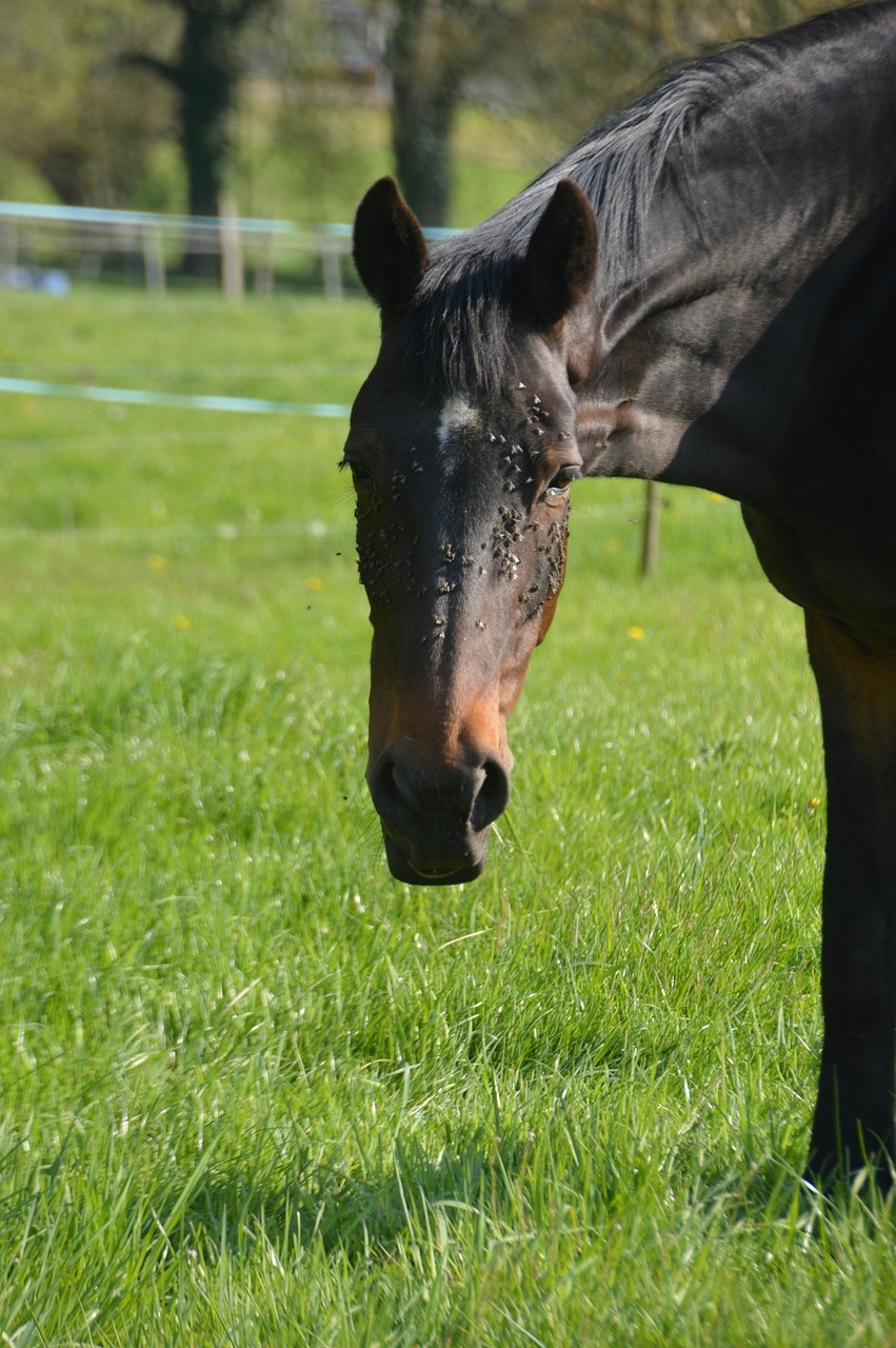 Animal Mamífero Caballo - Foto gratis en Pixabay - Pixabay