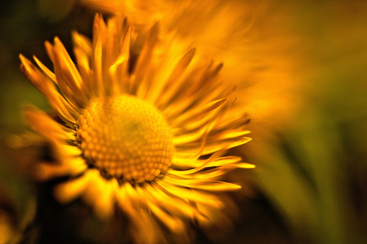 Flores Jardim Natureza - Foto gratuita no Pixabay - Pixabay