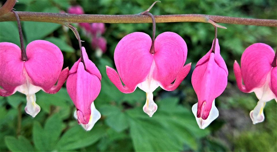 Plant Crying Heart Shrub - Free photo on Pixabay - Pixabay