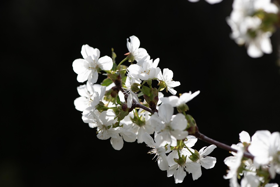Blüten Weiß Ast - Kostenloses Foto auf Pixabay