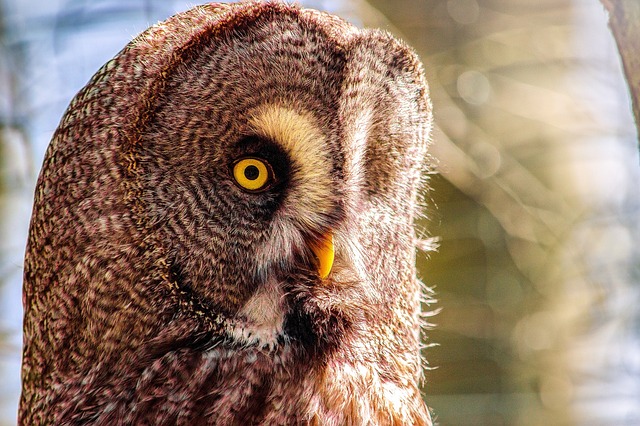 Pták Sova Příroda - Fotografie zdarma na Pixabay - Pixabay