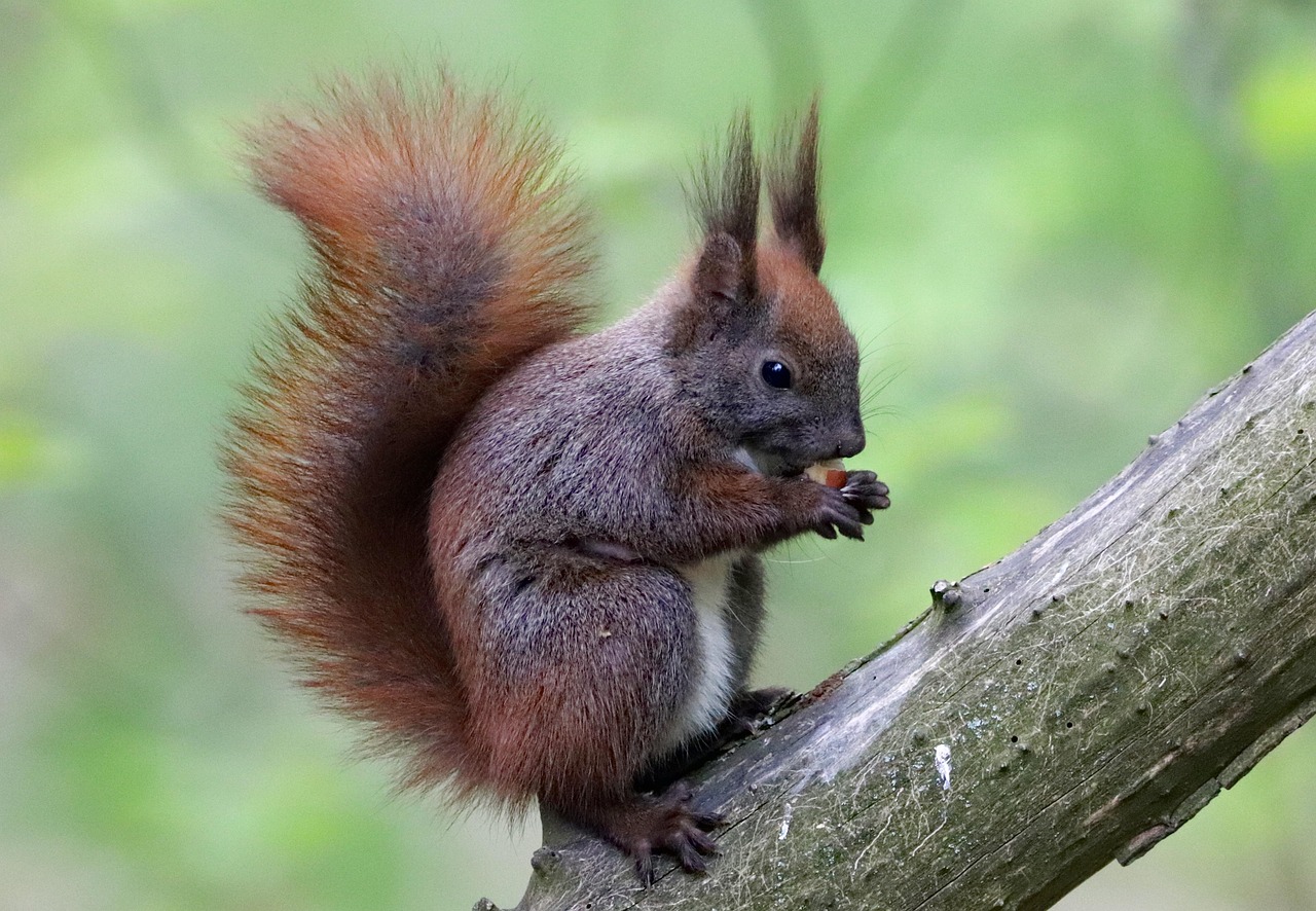 Das Eichhörnchen Sitzend Zweig - Kostenloses Foto auf Pixabay