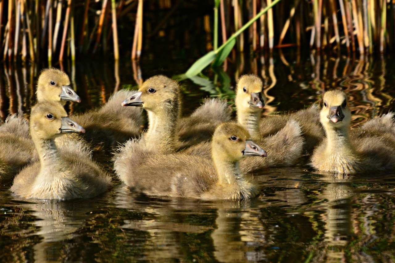 Goose Water Bird Gosling - Free photo on Pixabay